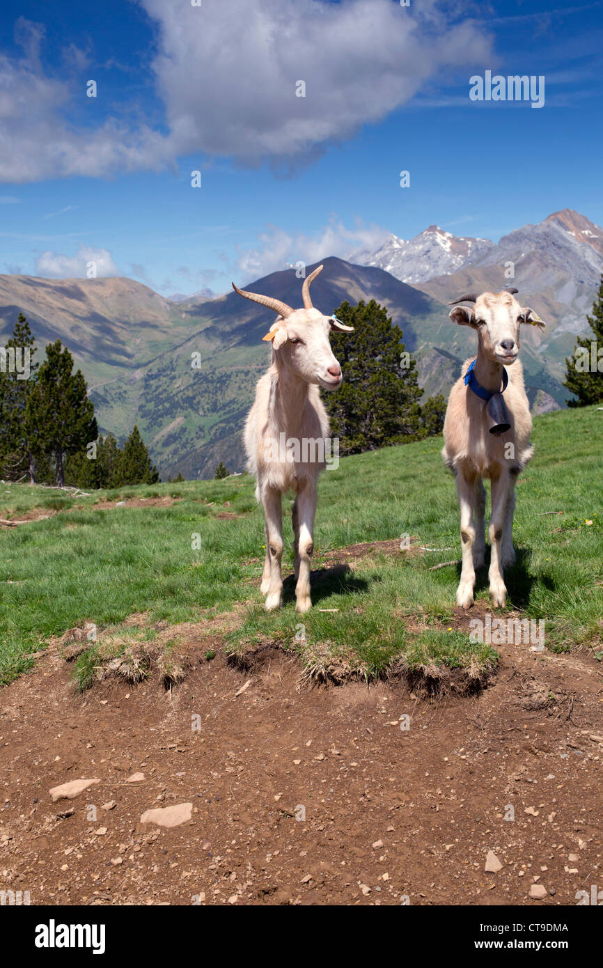 Goats; Mirador del Molar; Pyrenees; Spain Stock Photo - Alamy