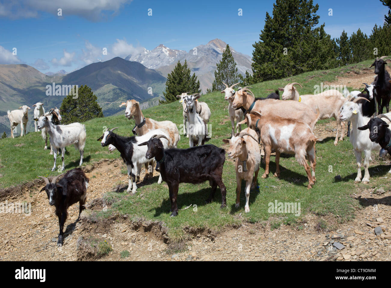 Goats; Mirador del Molar; Pyrenees; Spain Stock Photo - Alamy