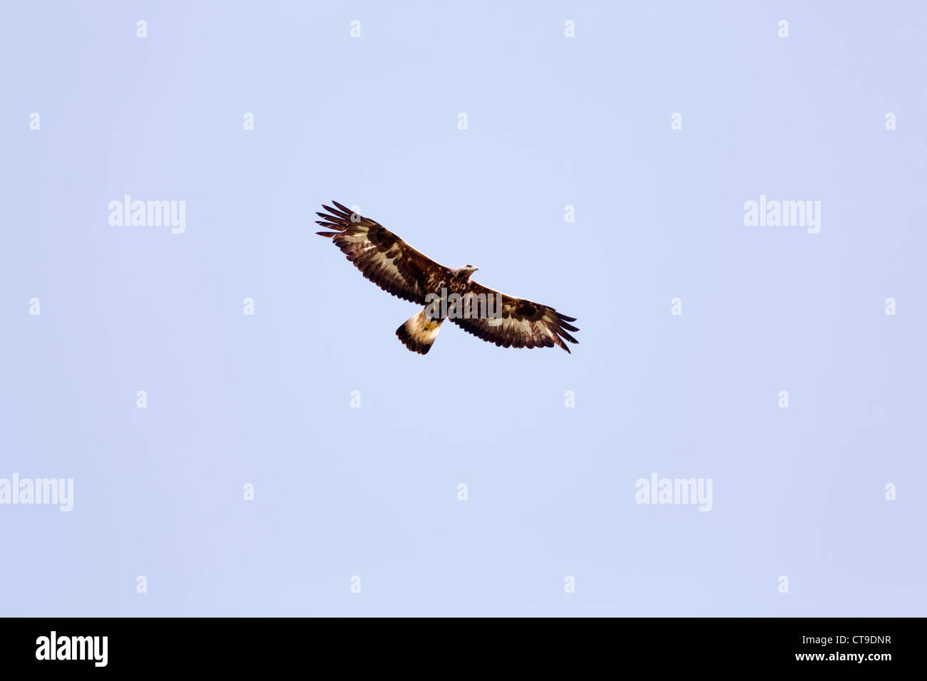 Juvenile golden eagle hi-res stock photography and images - Alamy