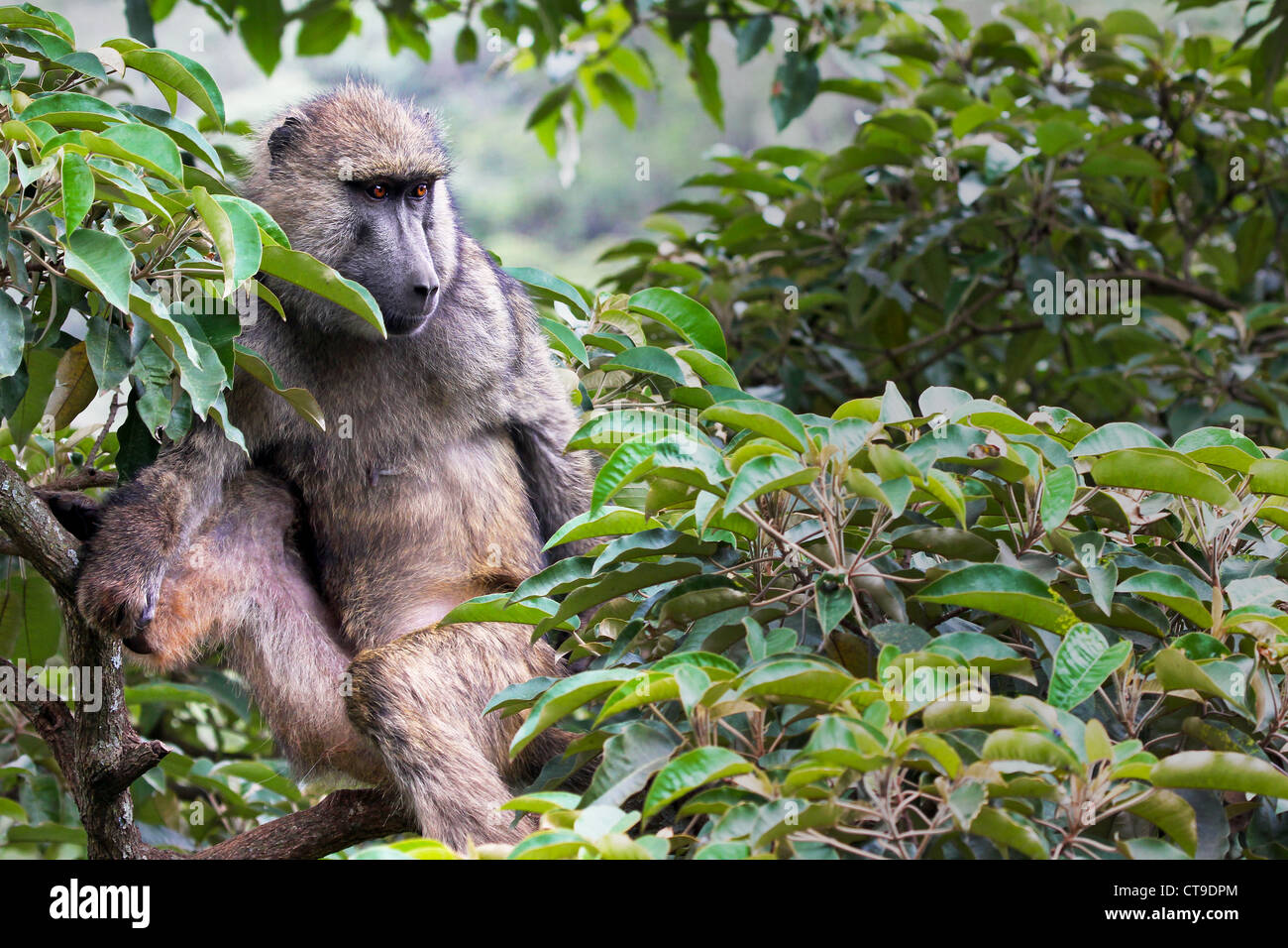 A WILD Olive Baboons (Papio anubis) sitting in a tree in Nairobi, Kenya ...