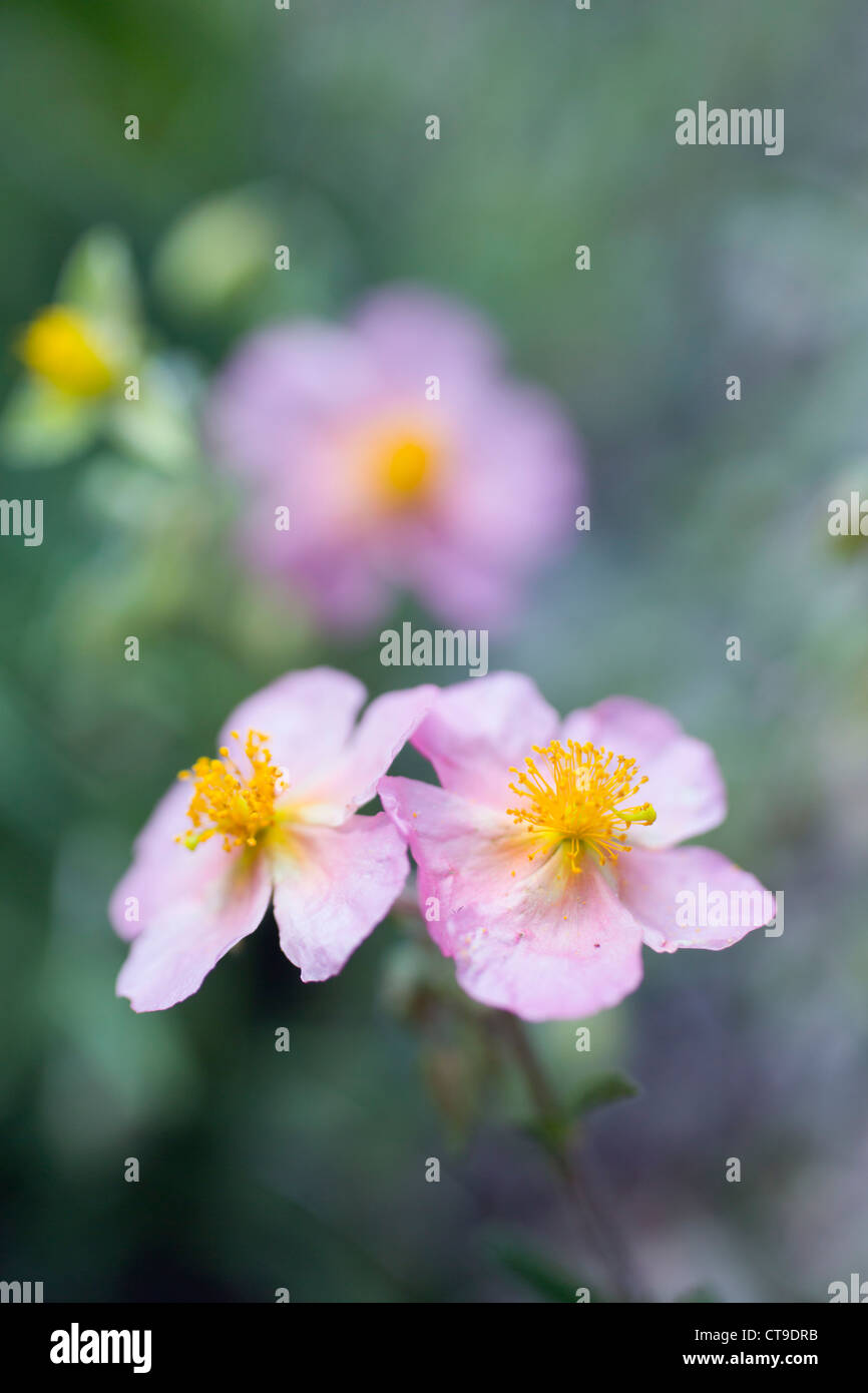 Grey Leaved Cistus; Cistus albidus; Pyrenees; Spain Stock Photo - Alamy