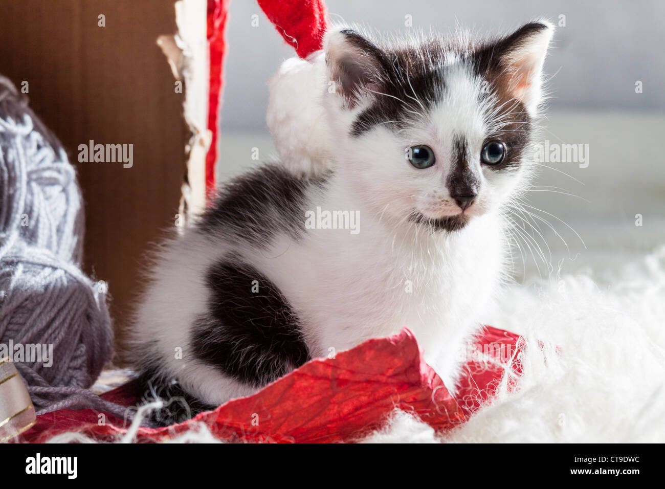 Cat next to a box hi-res stock photography and images - Alamy