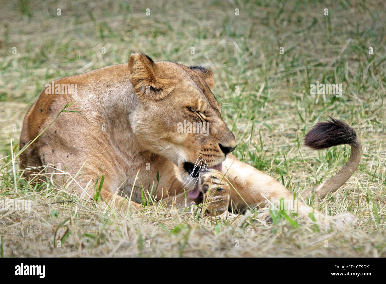 Lion camouflage grass hi-res stock photography and images - Alamy