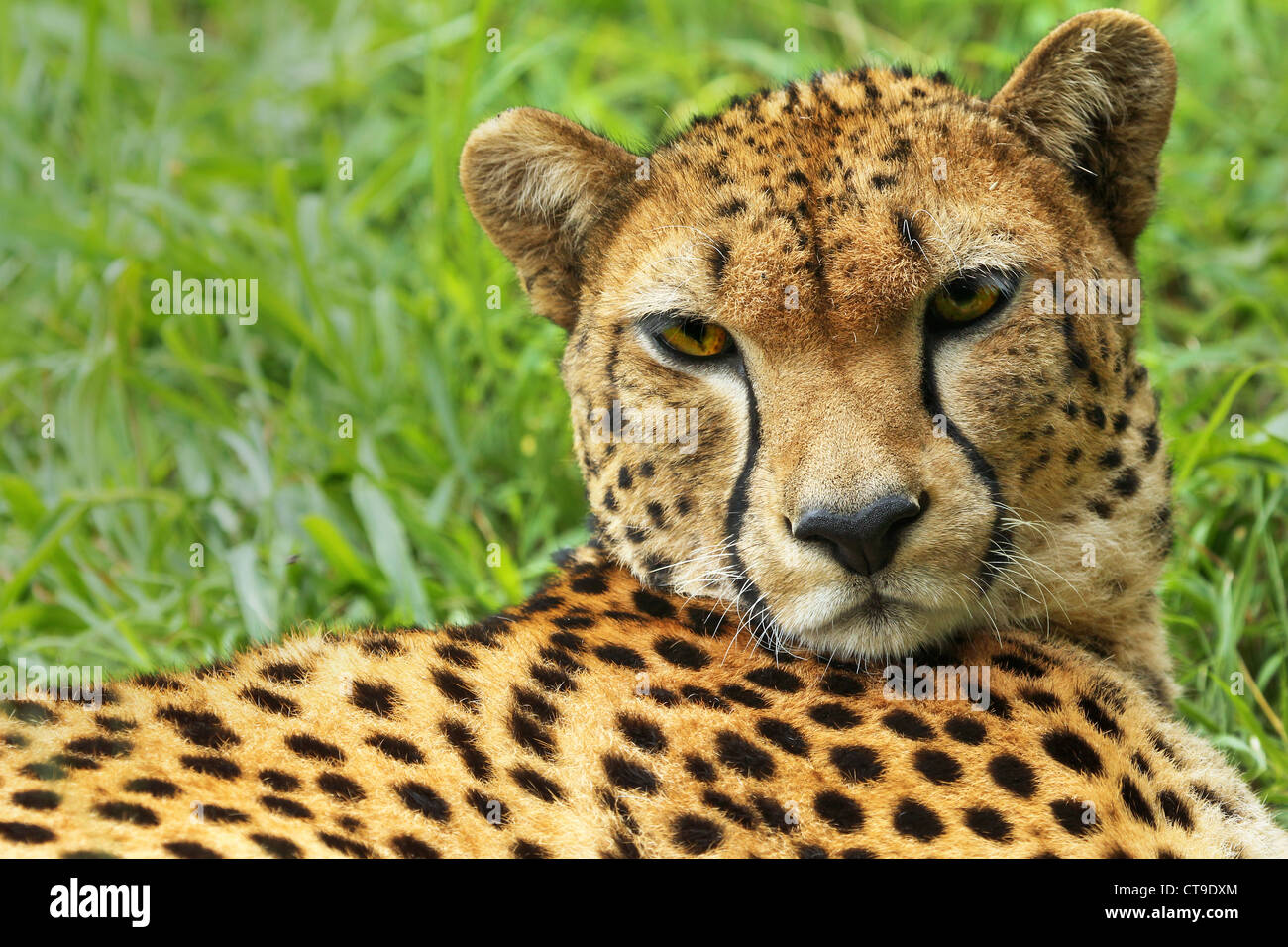 A WILD Cheetah rests in the grass while keeping an eye out for prey in ...