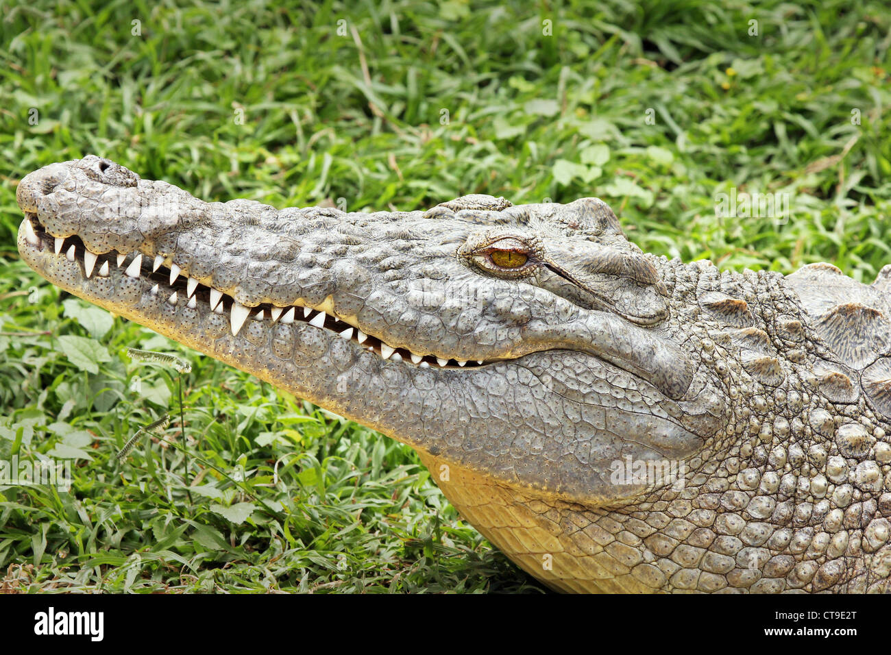 A WILD Nile Crocodile or Common Crocodile (Crocodylus niloticus ...