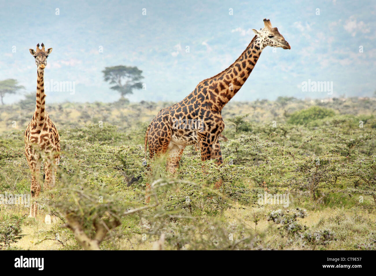 A WILD group of Masai Giraffe or Maasai Giraffe, also known as the ...