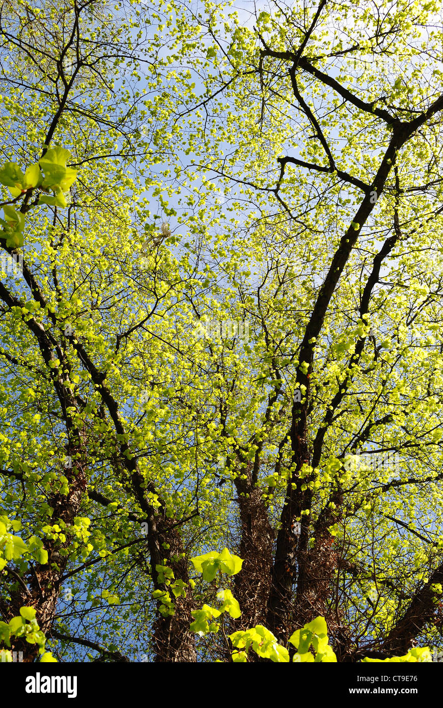 A deciduous tree with new leaves Stock Photo - Alamy