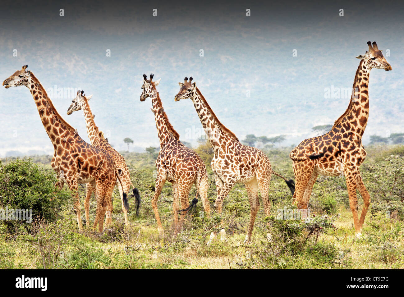 A WILD group of Masai Giraffe or Maasai Giraffe, also known as the ...