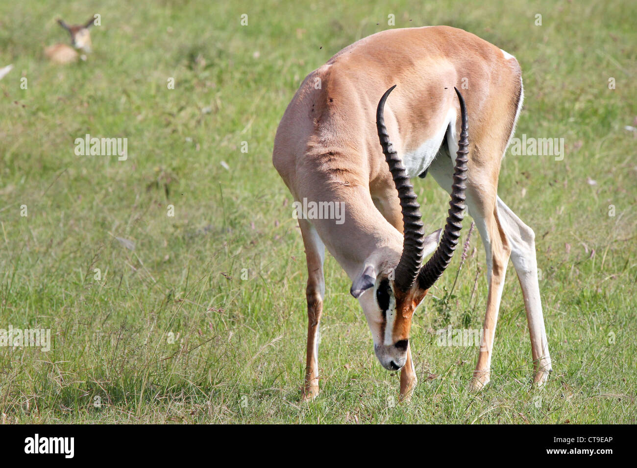 African impala hi-res stock photography and images - Alamy