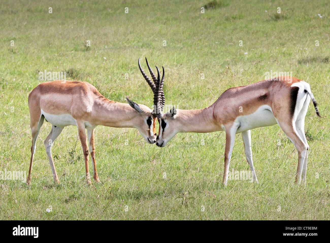 Mating antelope hi-res stock photography and images - Alamy