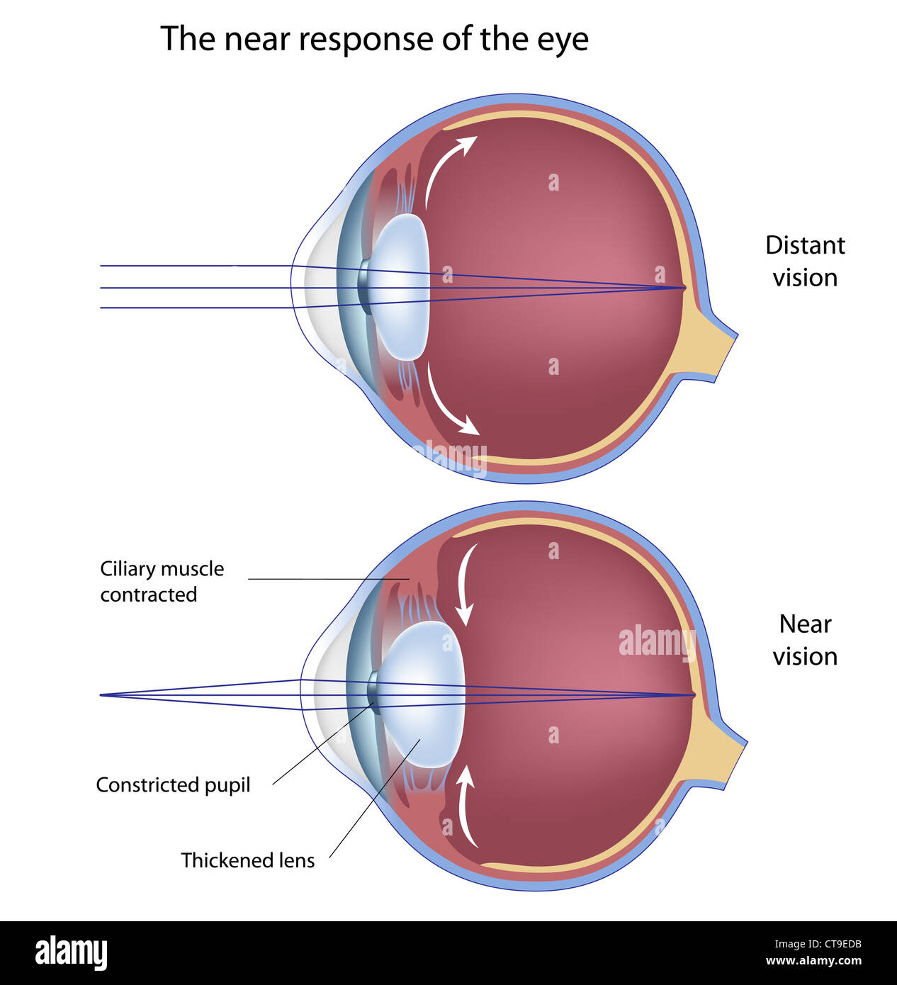 Organ optometry human diagram optical hi-res stock photography and ...