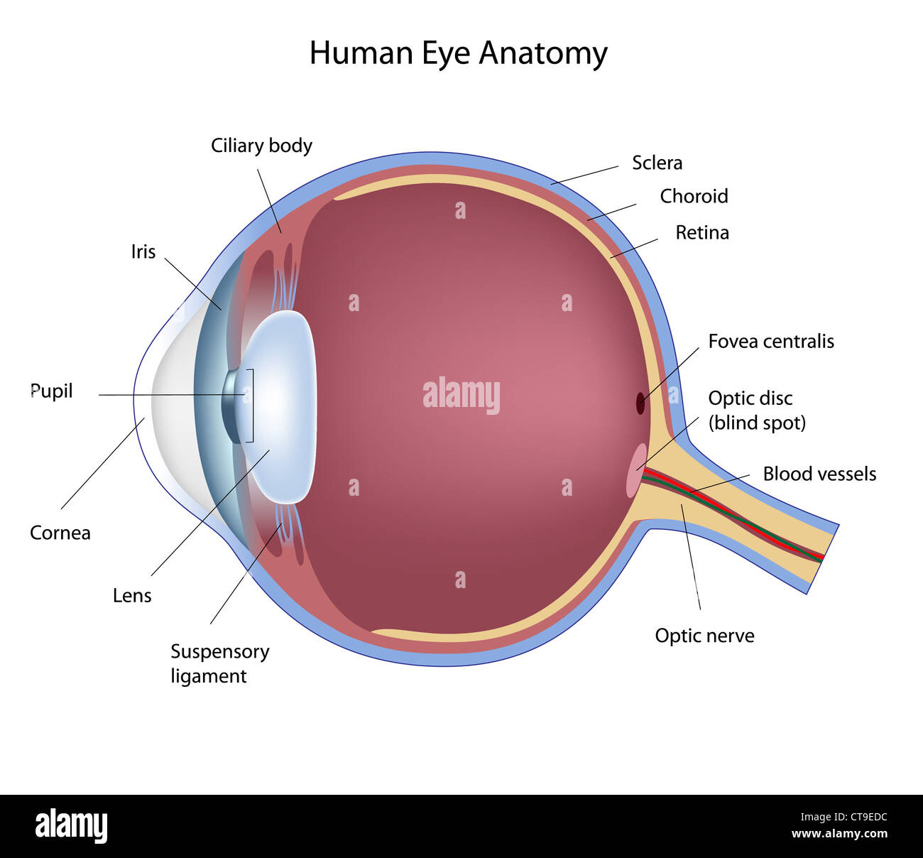 Human Eye Diagram Hi res Stock Photography And Images Alamy
