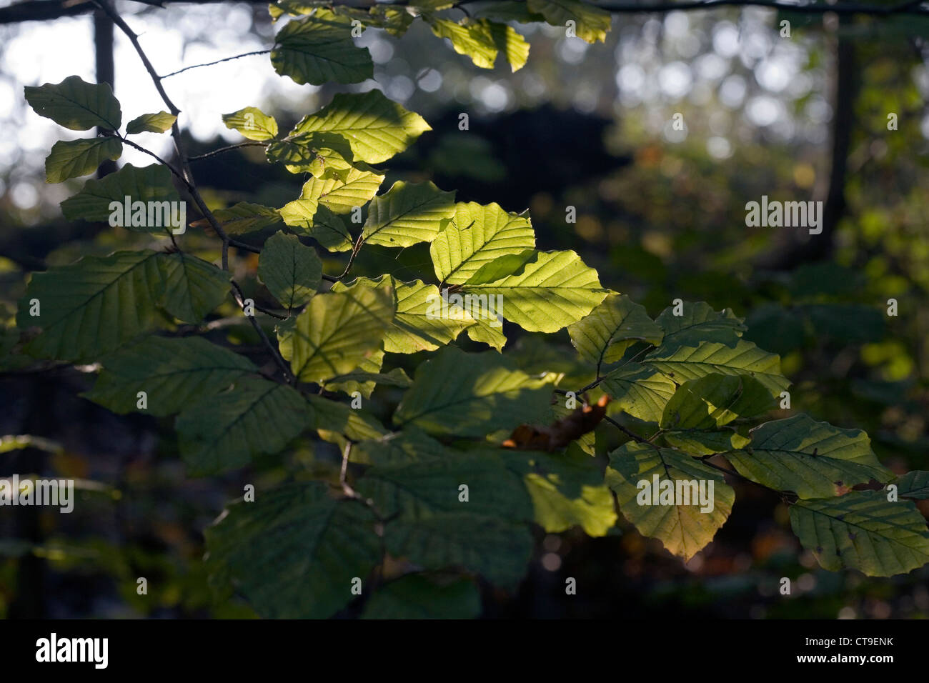 Beech Tree with leaves Autumn Poynton Cheshire England Stock Photo - Alamy