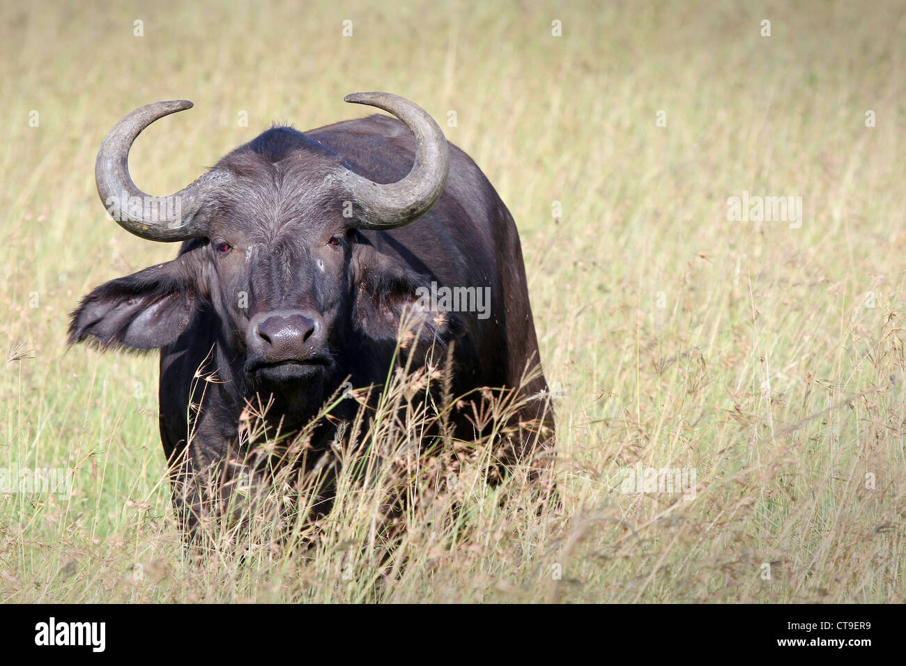 African buffalo habitat hi-res stock photography and images - Alamy