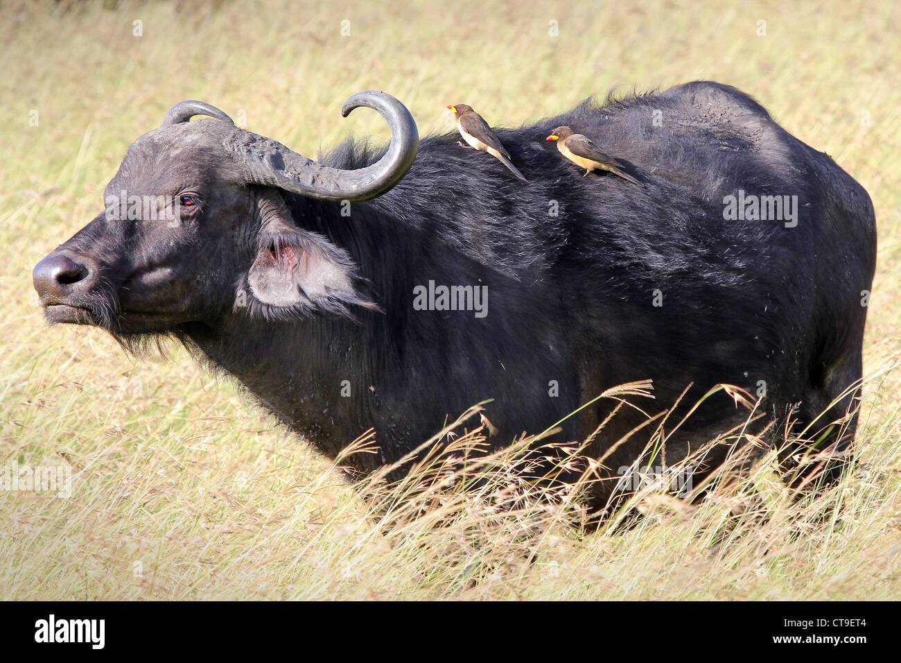 A WILD African Buffalo with cleaner birds on its back (symbiotic ...