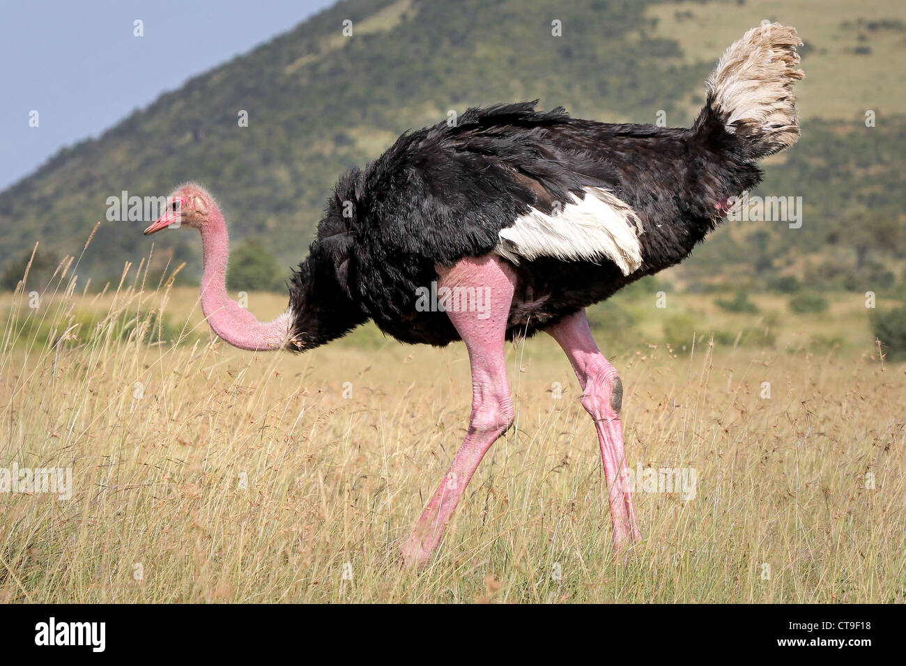 Ostrich leg hi-res stock photography and images - Alamy