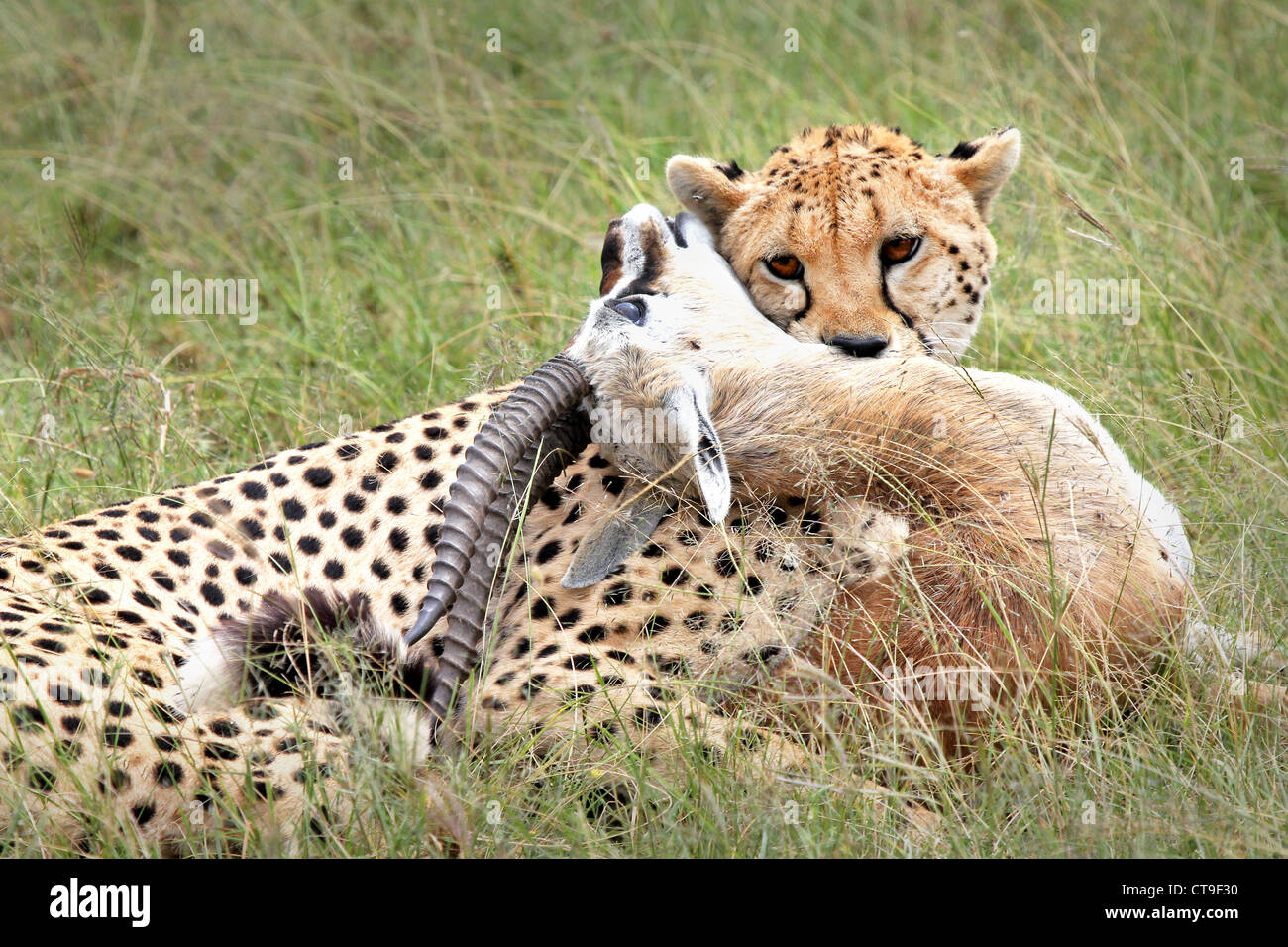 A Cheetah with its kill, a Thomson's Gazelle. This kill was ...