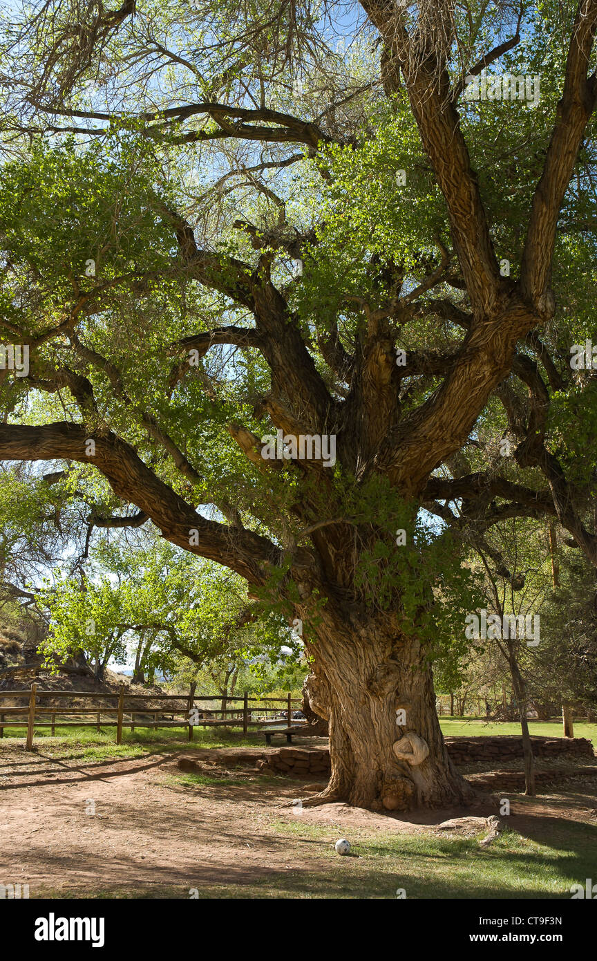 old gnarled tree in State park of Utah , USA Stock Photo - Alamy