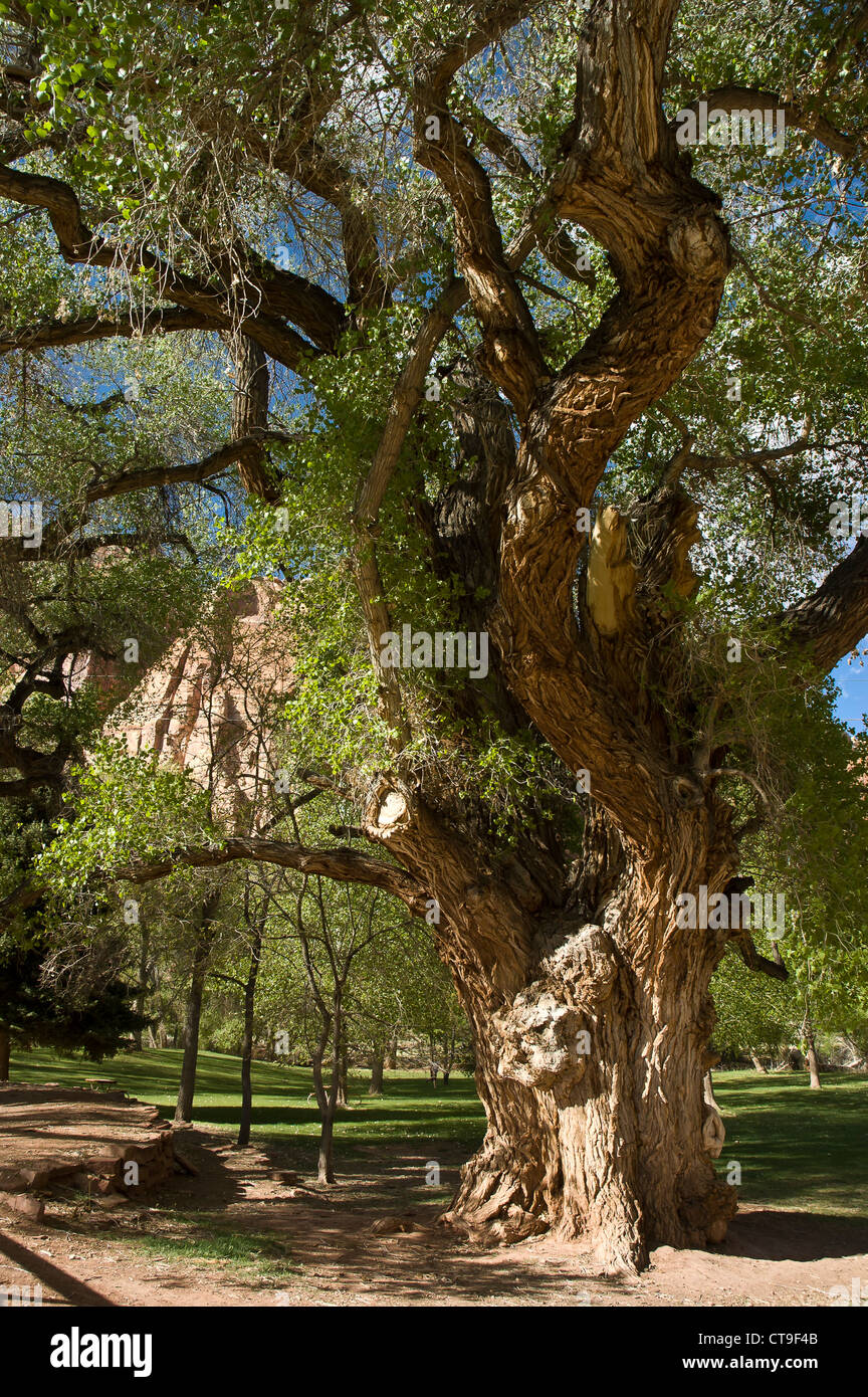 old gnarled tree in State park of Utah , USA Stock Photo - Alamy