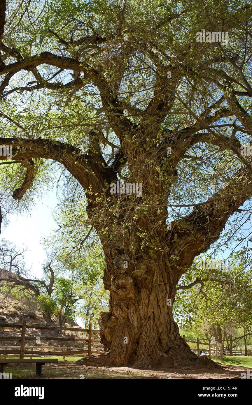 old gnarled tree close view in State park of Utah , USA Stock Photo - Alamy
