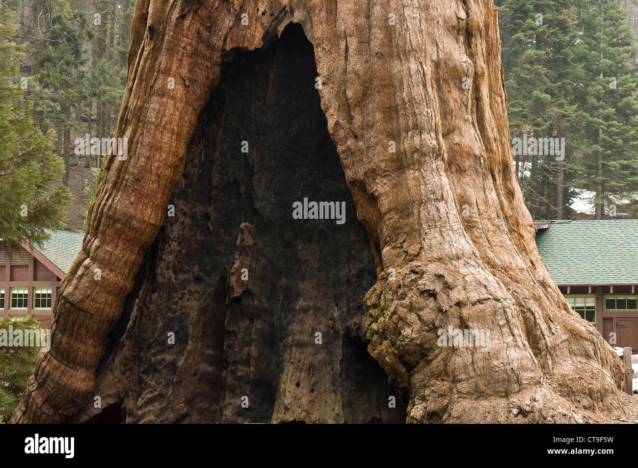 One of the famous largest living tree, in Sequoia National Park ...