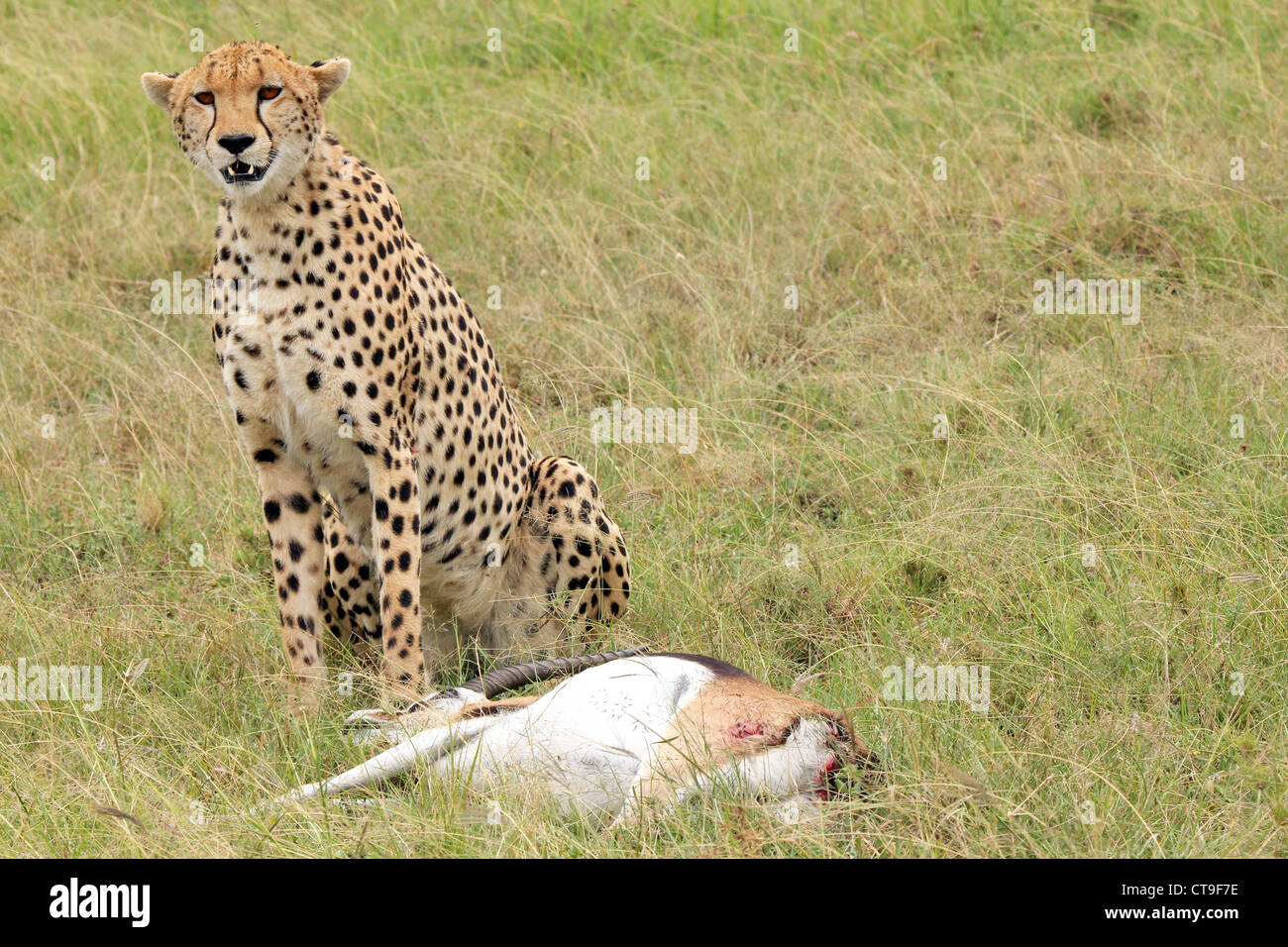 A Cheetah with its kill, a Thomson's Gazelle. This kill was ...