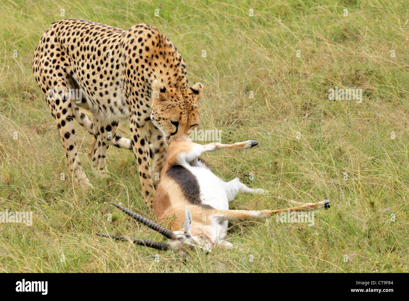 A Cheetah with its kill, a Thomson's Gazelle. This kill was ...