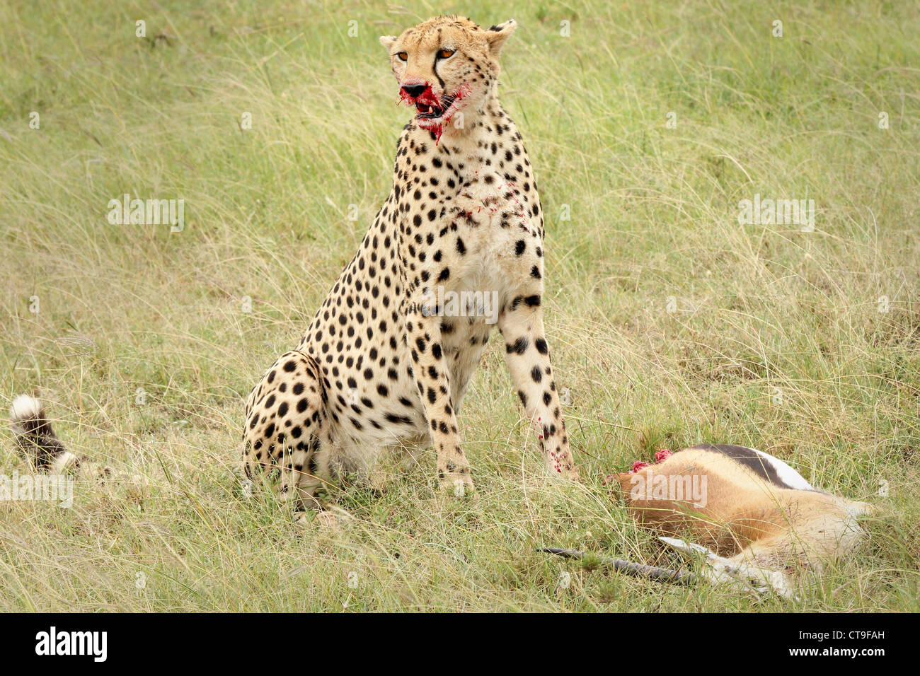 A Cheetah with its kill, a Thomson's Gazelle. This kill was ...
