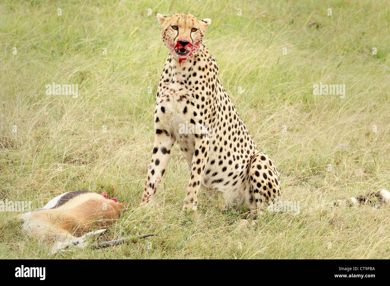 A Cheetah with its kill, a Thomson's Gazelle. This kill was ...