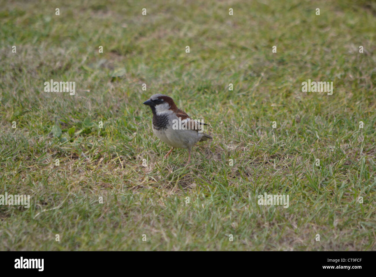 Wildlife in and around Rye Stock Photo - Alamy