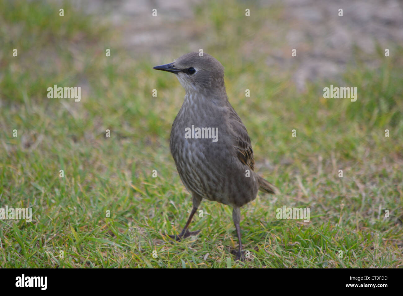 Wildlife in and around Rye Stock Photo - Alamy