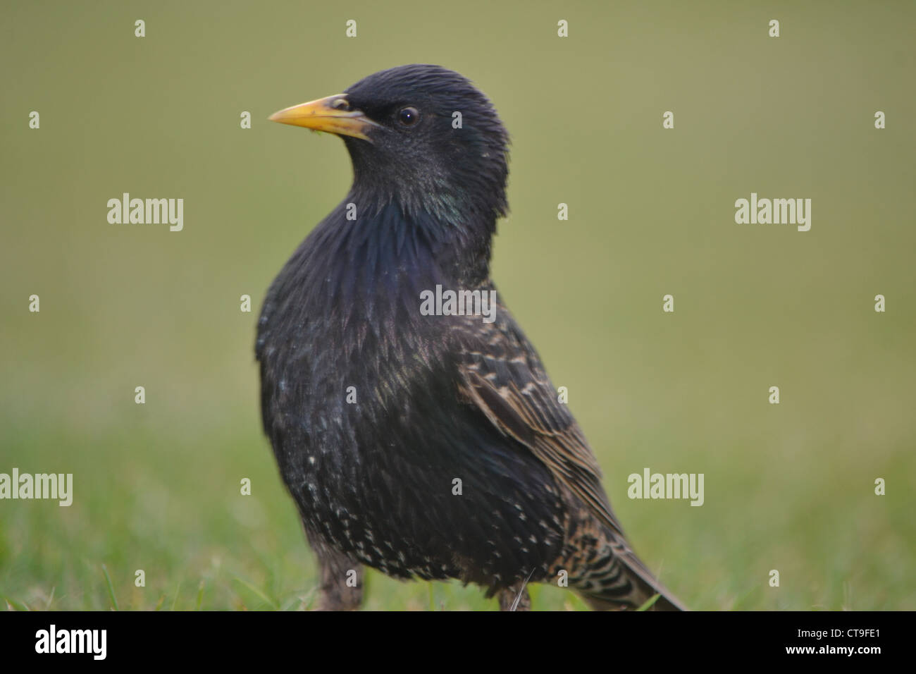 Wildlife in and around Rye Stock Photo - Alamy