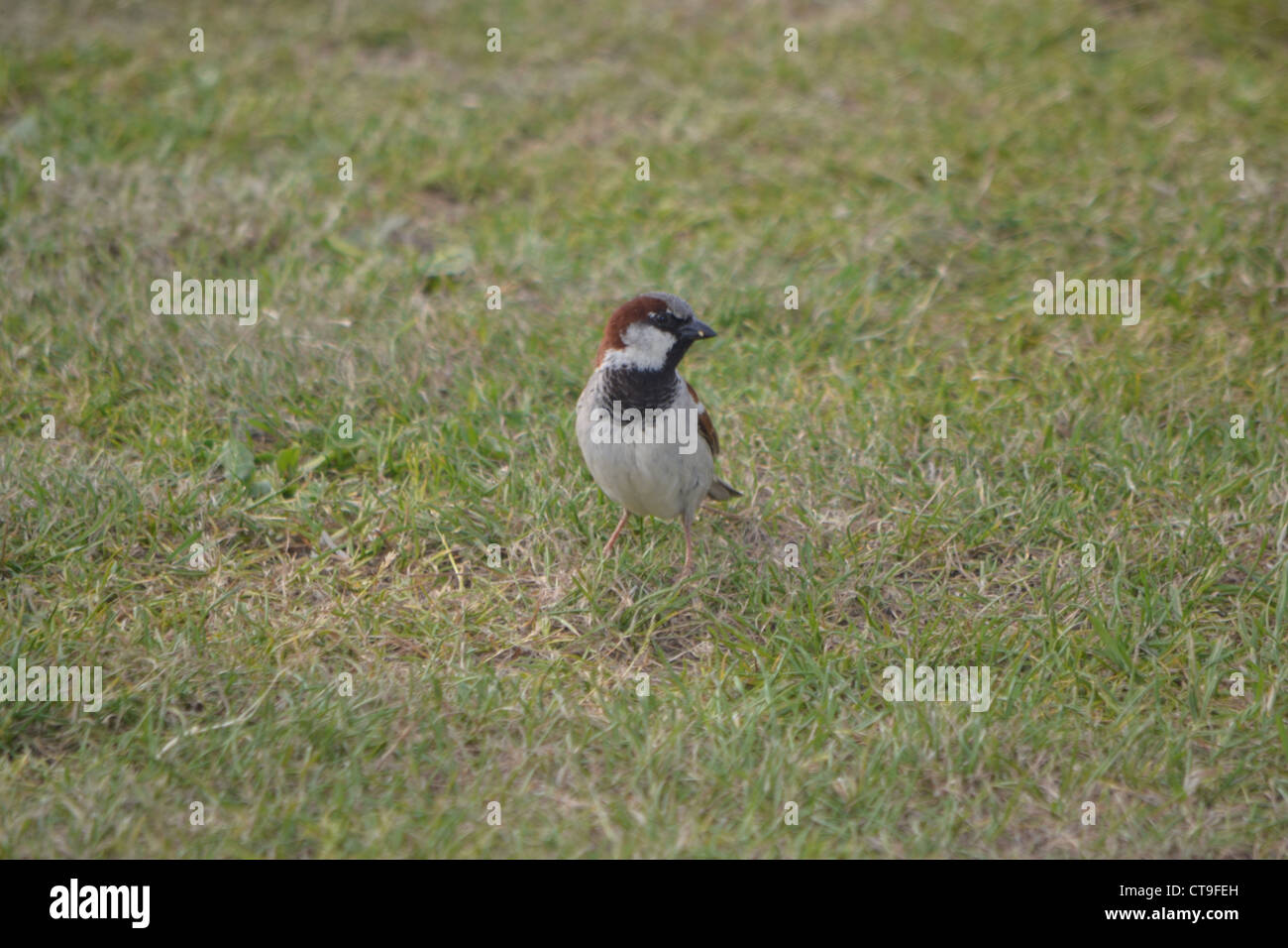Wildlife in and around Rye Stock Photo - Alamy