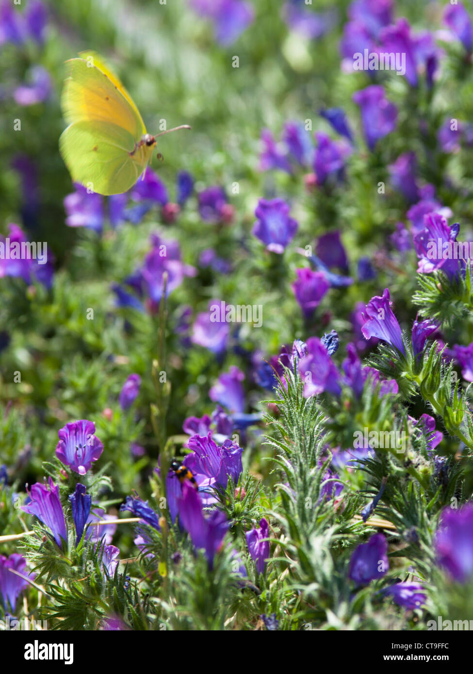 Green yellow butterfly is landing on purple mountain flowers Stock ...