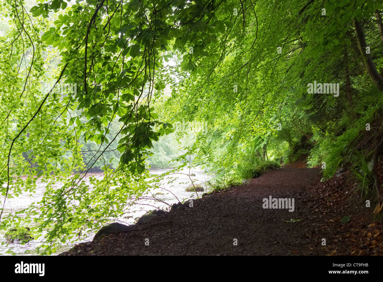 Allen trees hi-res stock photography and images - Alamy