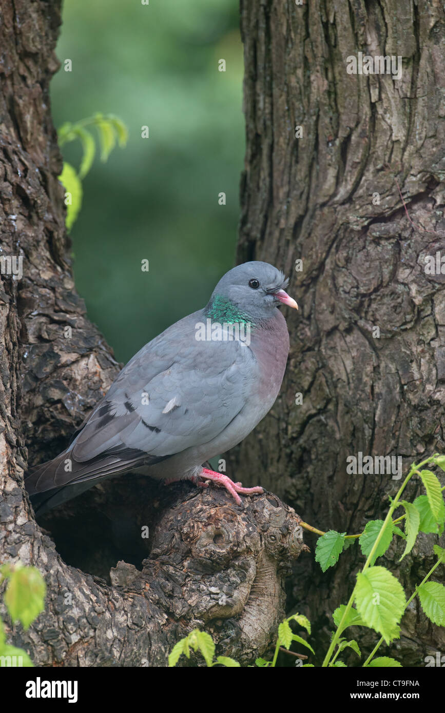 Columba oenas perched hi-res stock photography and images - Alamy