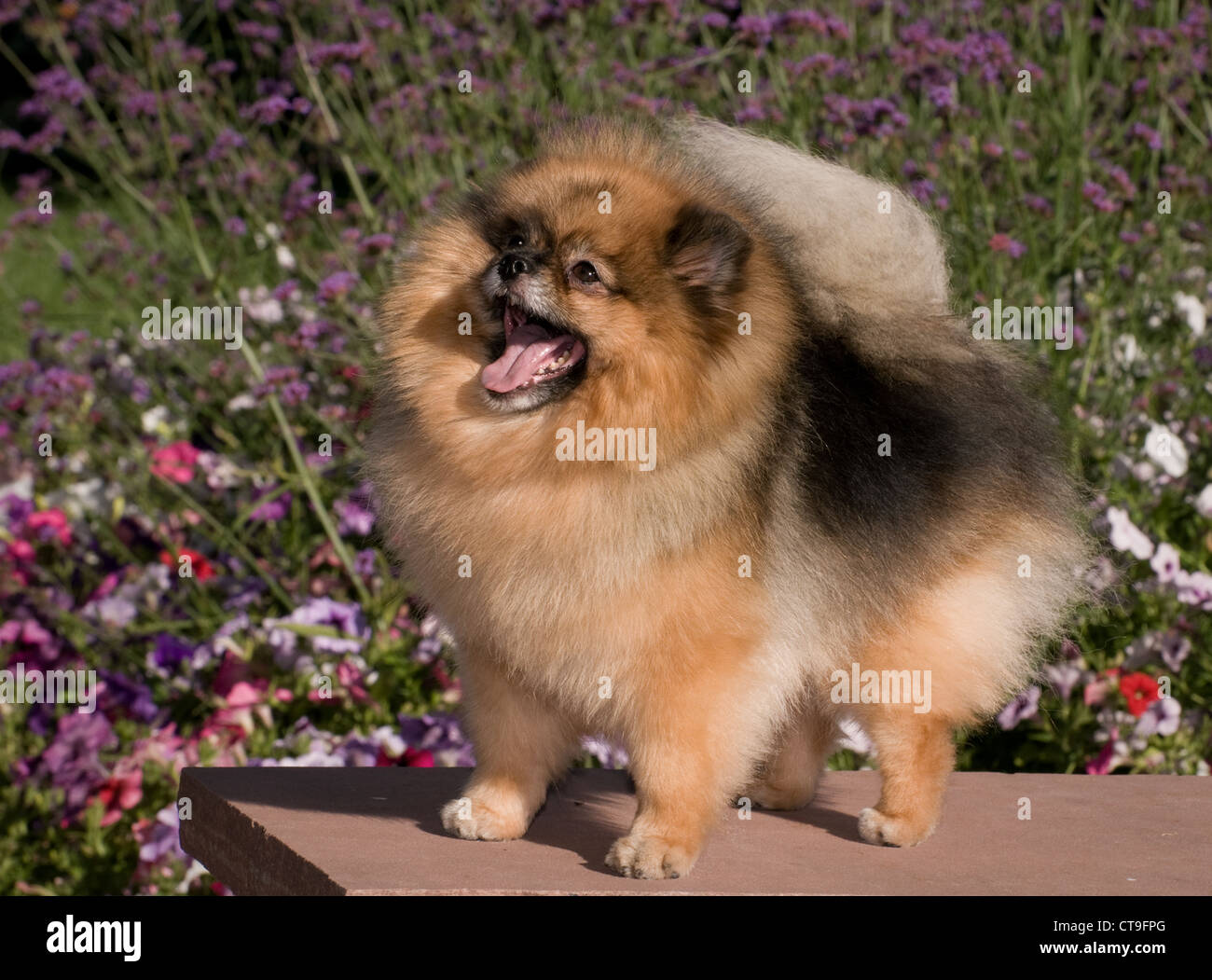 The pomeranian dog hi-res stock photography and images - Alamy
