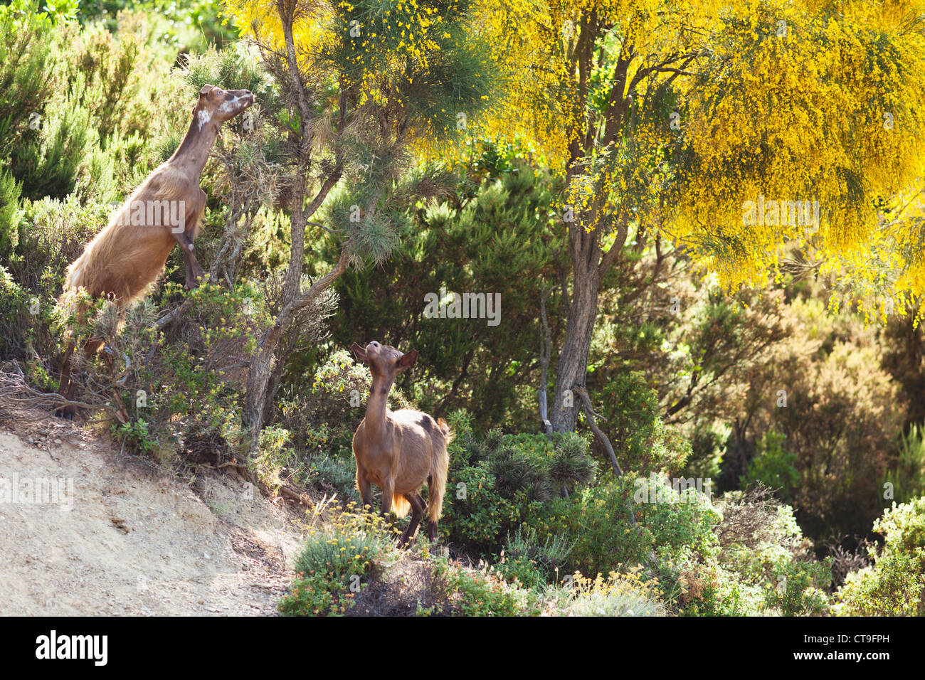 Bush goat hi-res stock photography and images - Alamy