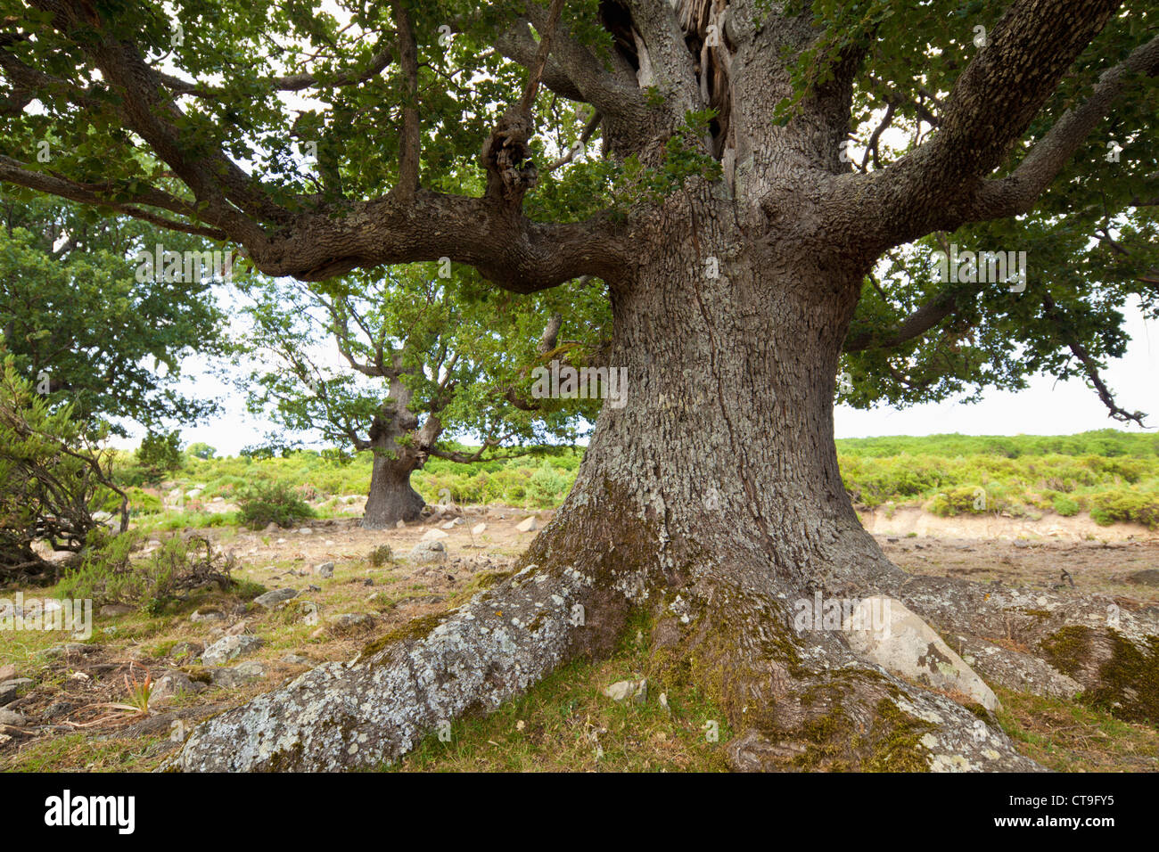 Oak tree in the mountains of Supramonte in Sardinia, Italy Stock Photo ...