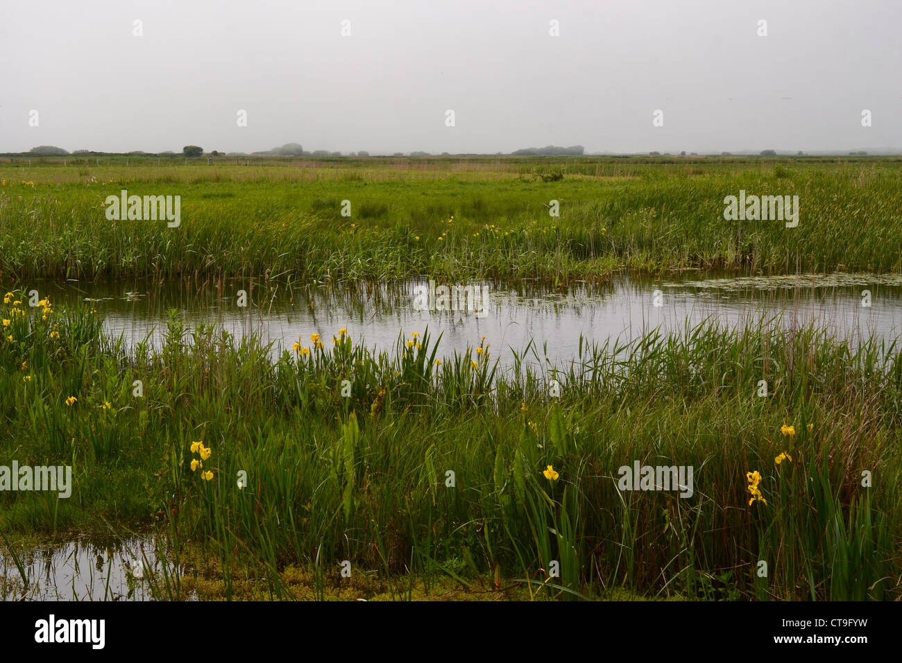 In and around Rye Stock Photo - Alamy