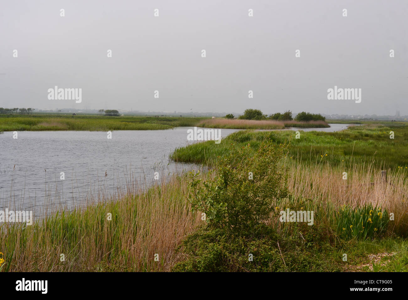 In and around Rye Stock Photo - Alamy