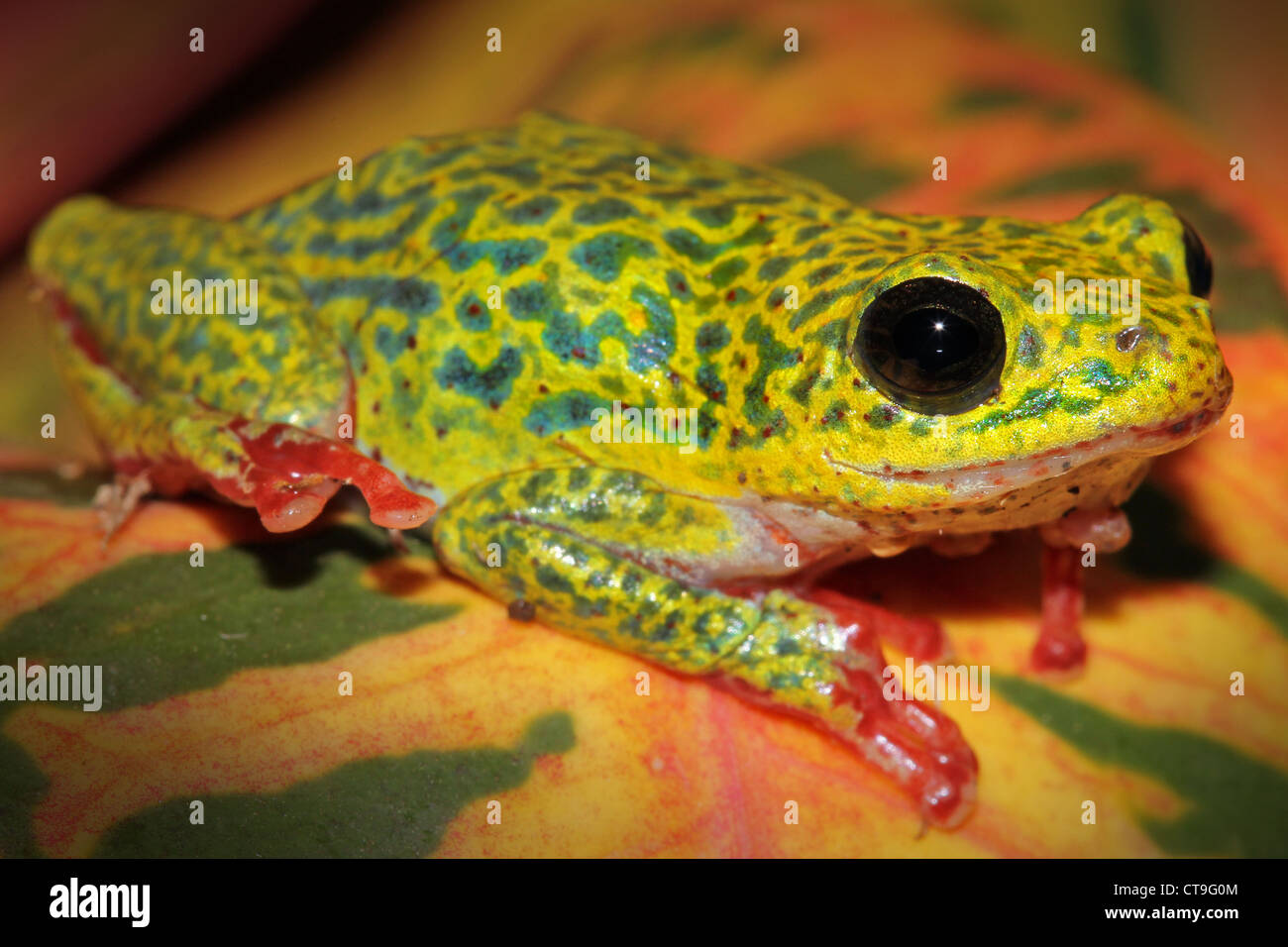 A VIBRANT wild Common Reed Frog in Uganda, Africa. Isolated on black ...