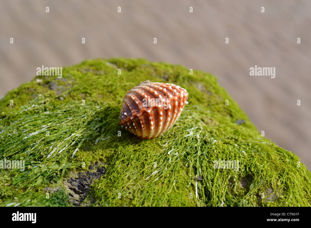 On the Beach at Camber Sands Stock Photo - Alamy