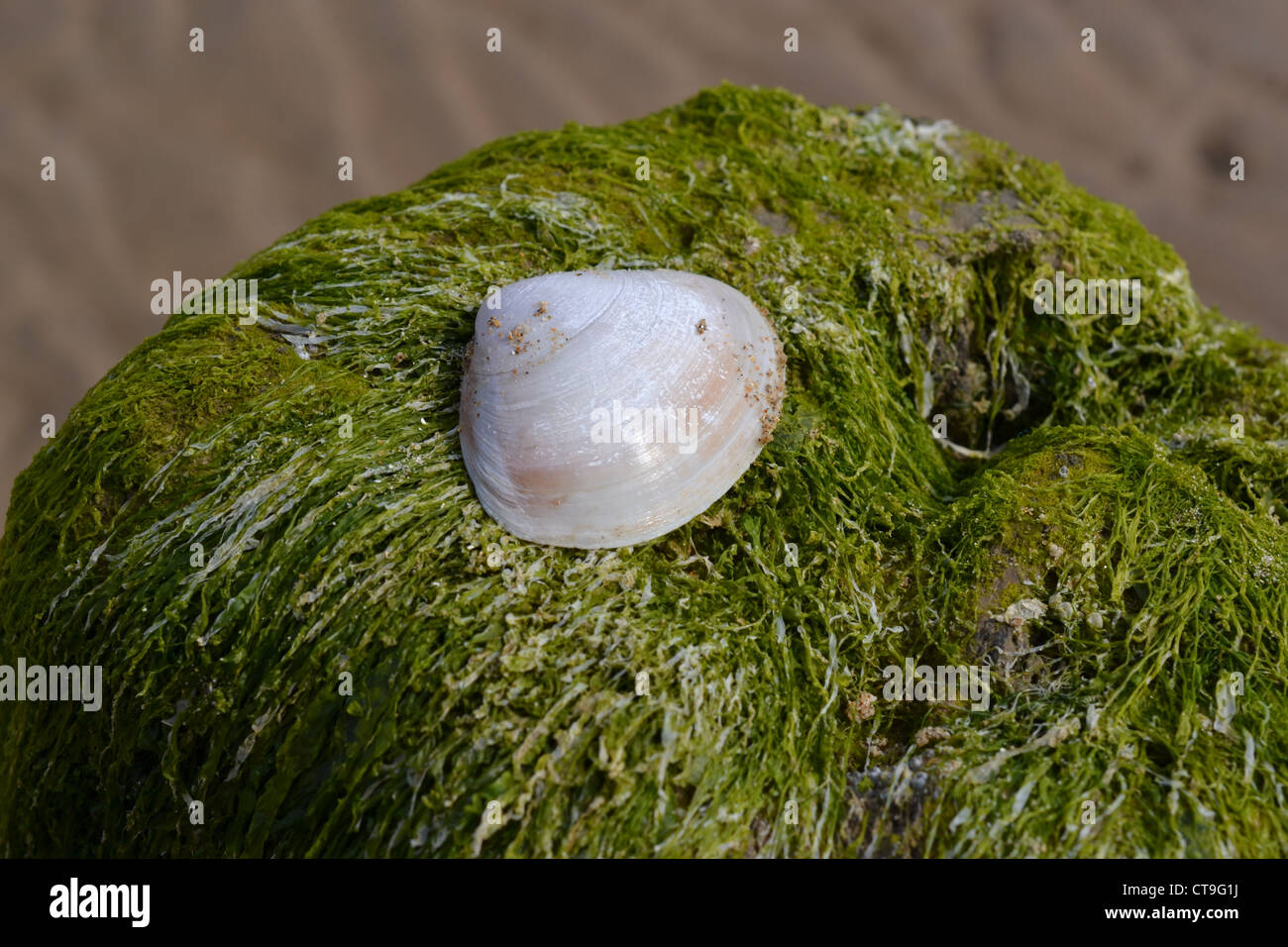 On the Beach at Camber Sands Stock Photo - Alamy