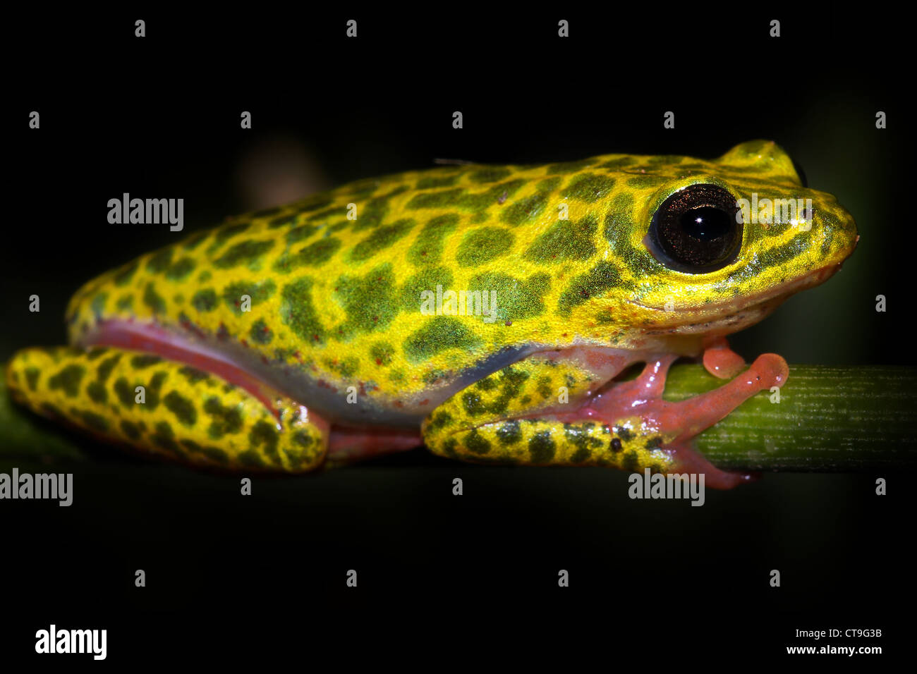 Hyperolius viridiflavus hi-res stock photography and images - Alamy