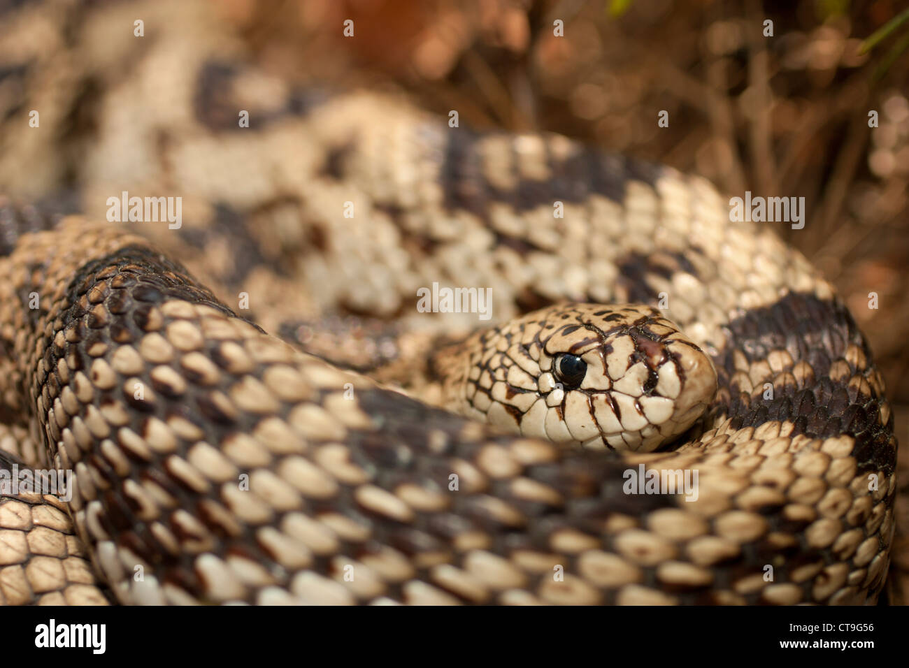 Northern pine snake hi-res stock photography and images - Alamy