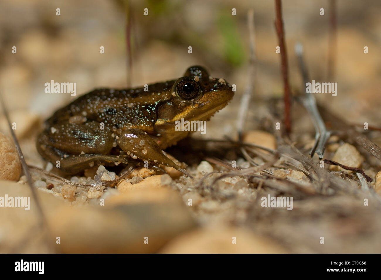 Carpenter frog (Lithobates virgatipes) macro Stock Photo - Alamy