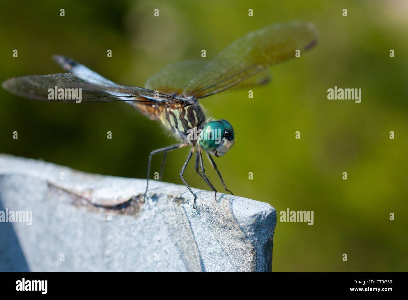 Fastest flying insects hi-res stock photography and images - Alamy