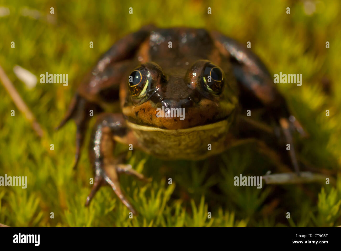 Carpenter frog (Lithobates virgatipes) on moss Rana Stock Photo - Alamy
