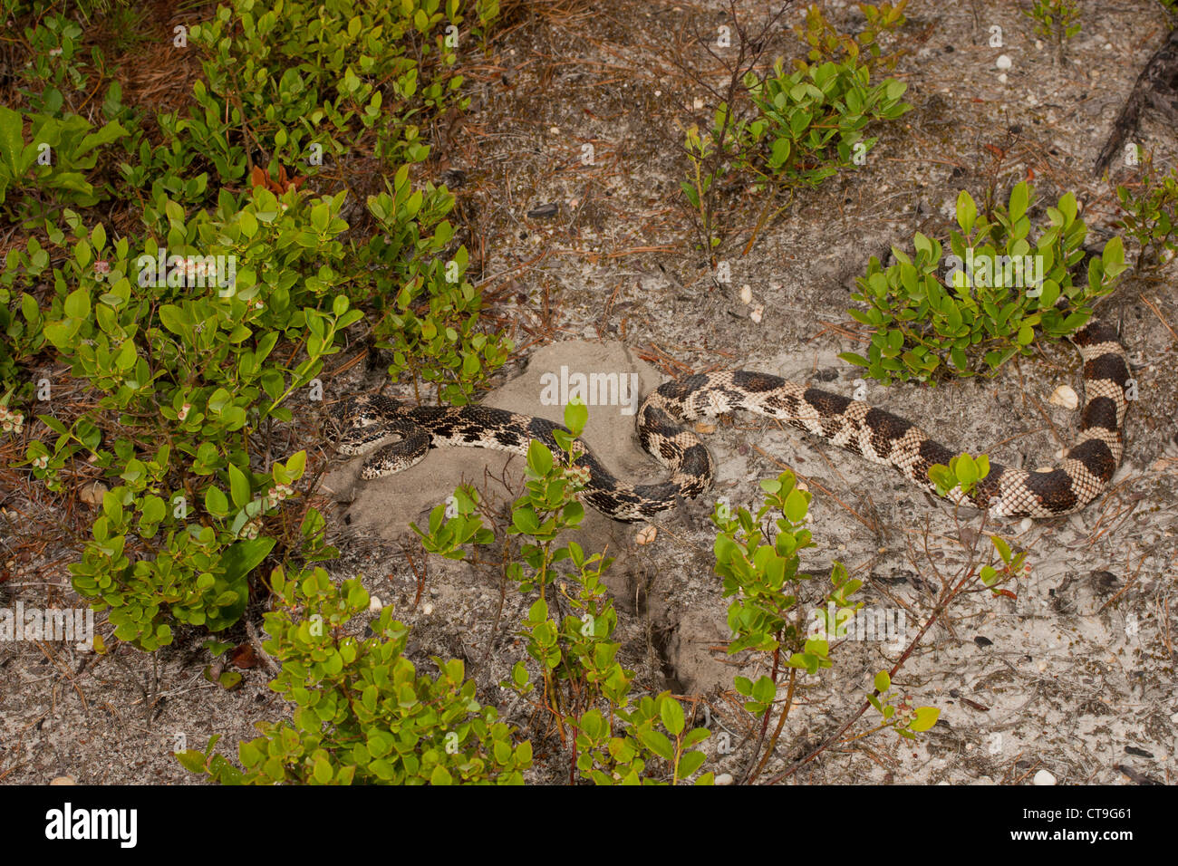 Snake eggs nest hi-res stock photography and images - Alamy